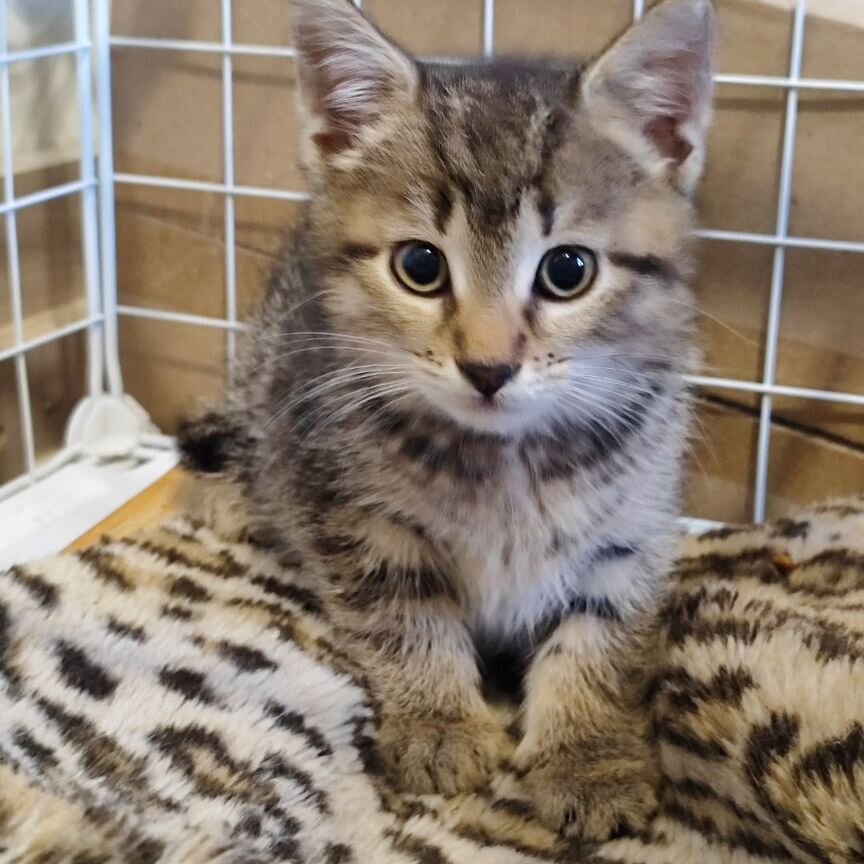 Очаровательная рыська кошечка ищет дом