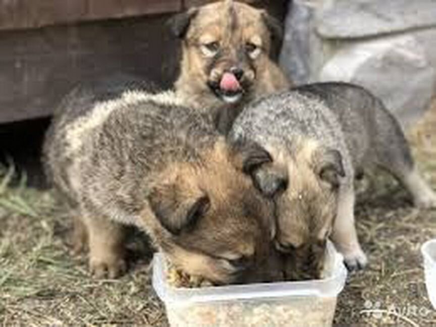 Что за дом без собаки Разбирайте милых щеночков