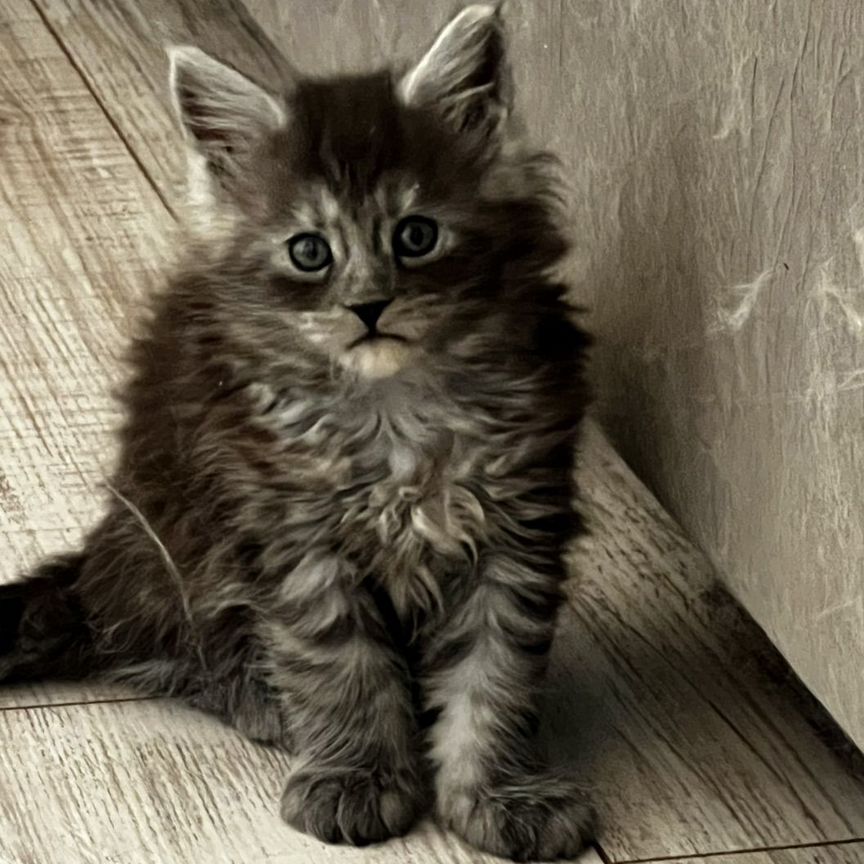 Мейн-кун котёнок