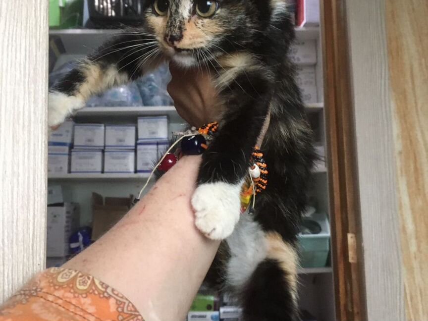 Котенок Герда