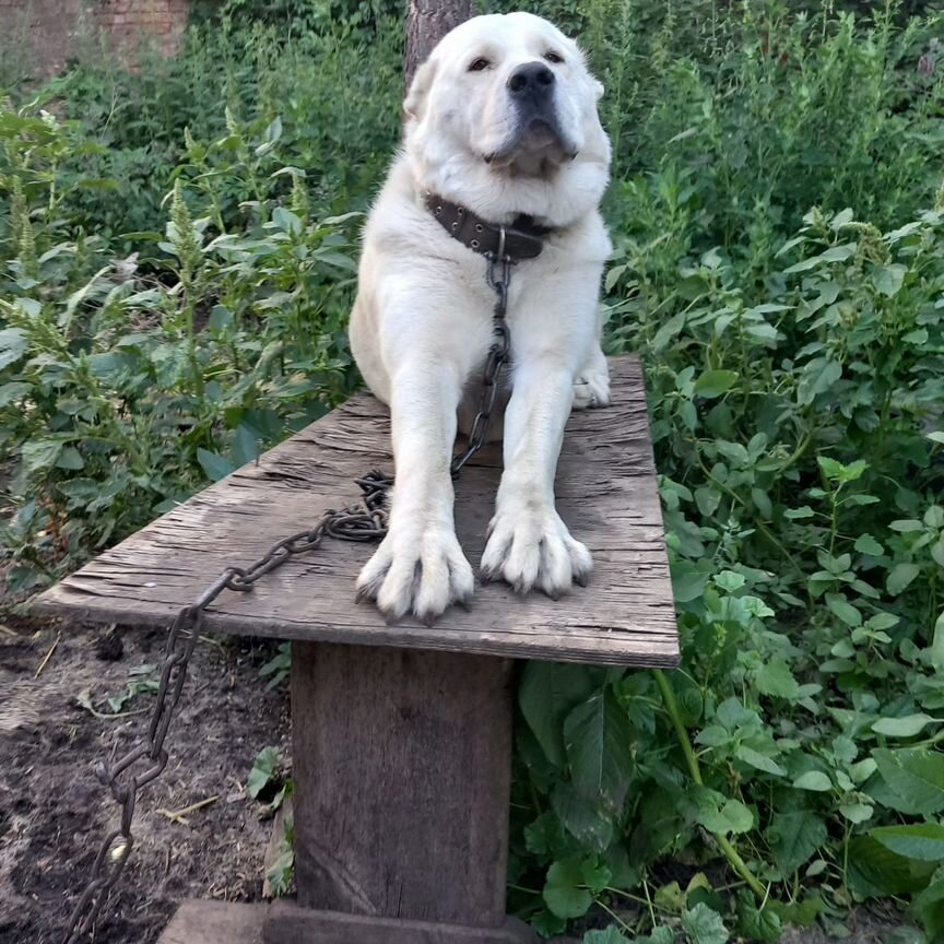 Кабель на вязку алабай