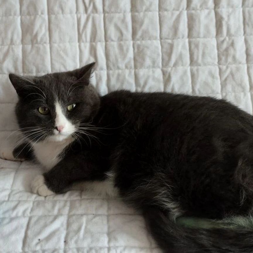 Взрослый кот в добрые руки