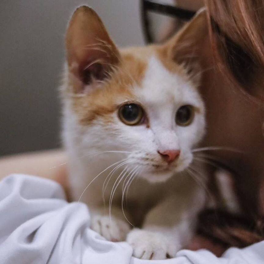Котенок Тимоша в добрые руки