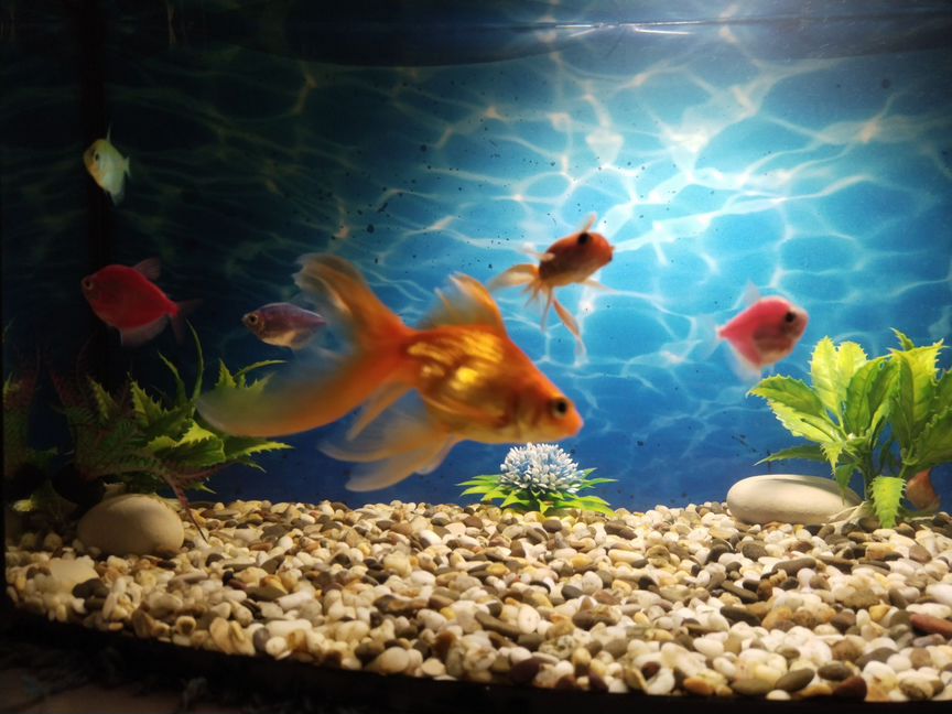 Аквариум 50 л