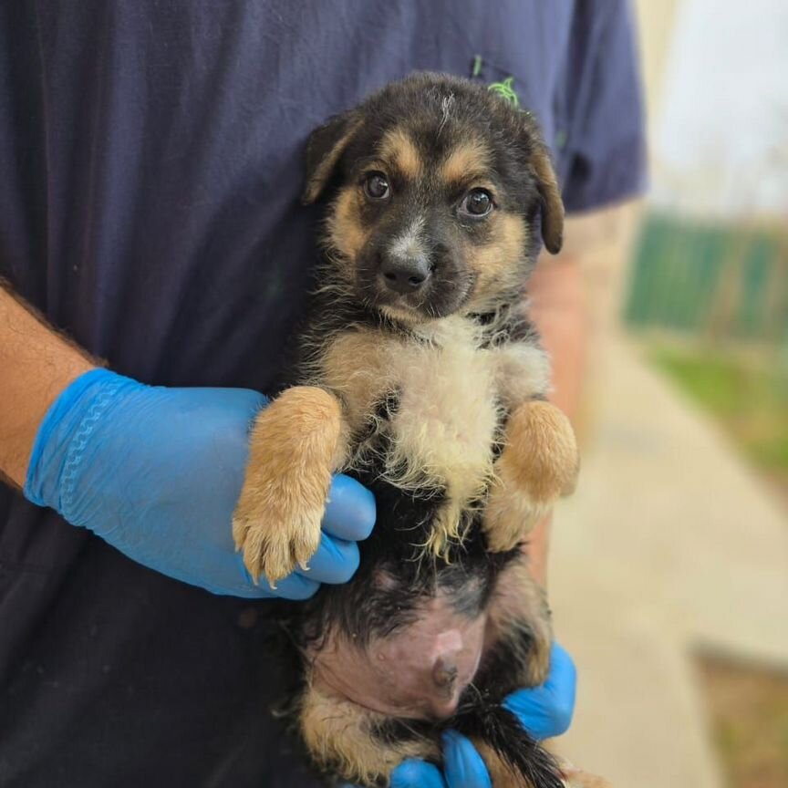 Щенок в добрые руки