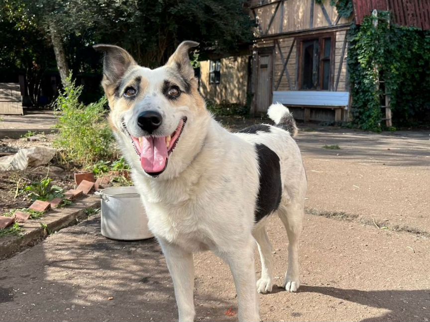 Собака скучает по дому