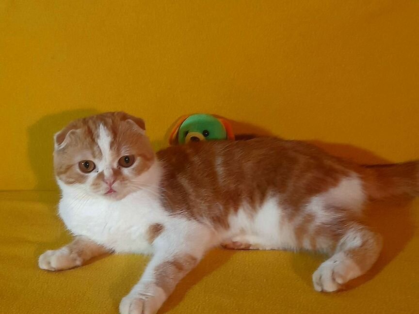 Шотландский котик