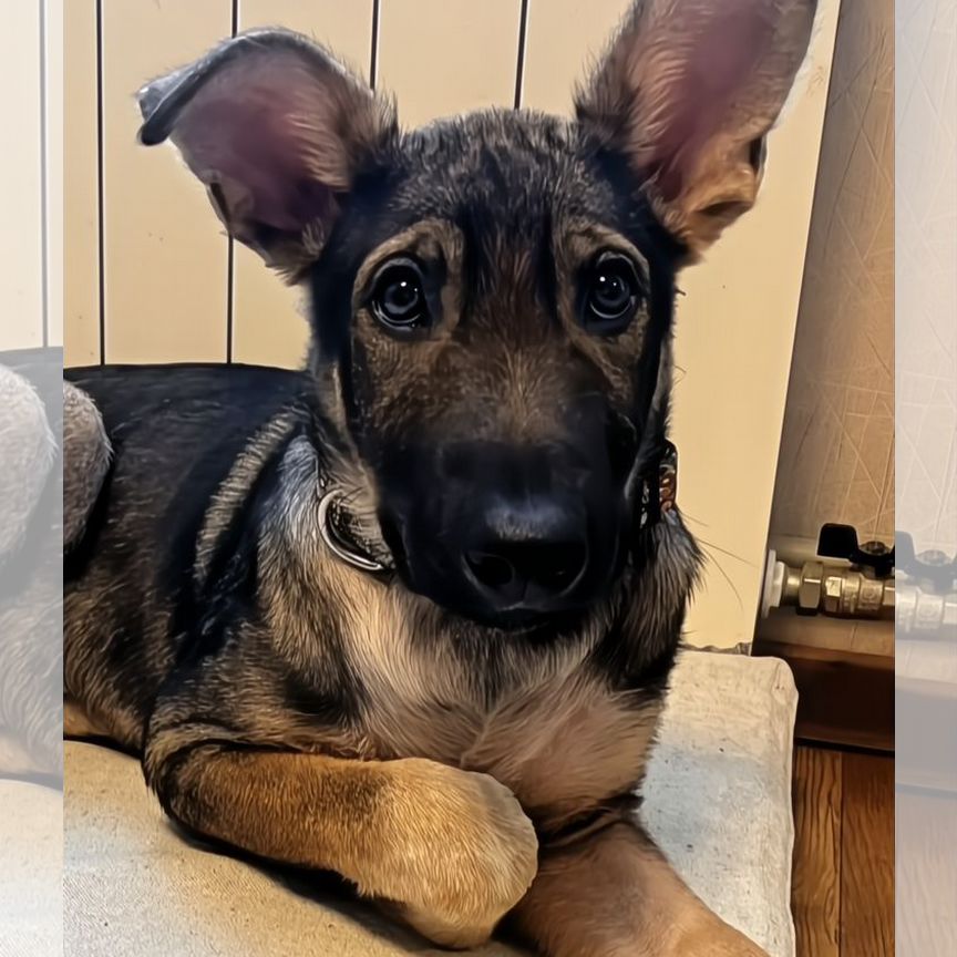 Щенок в добрые руки