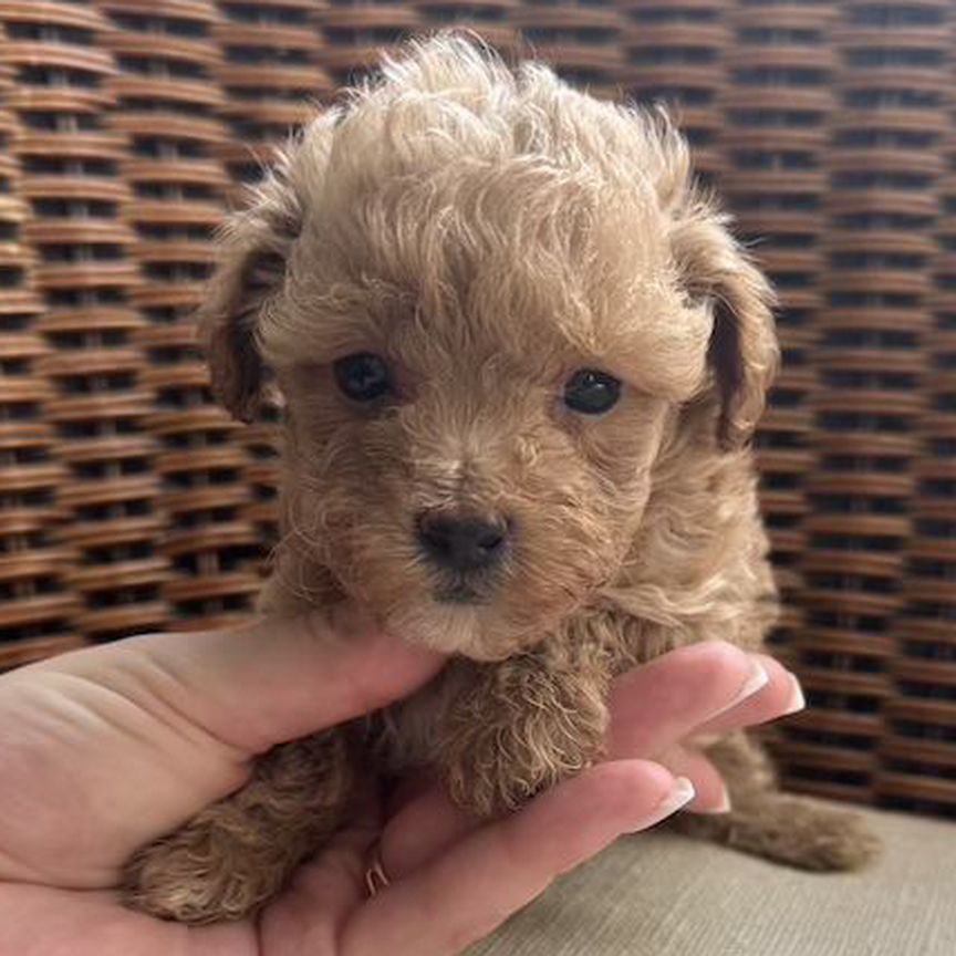 Мальтипу, щенок