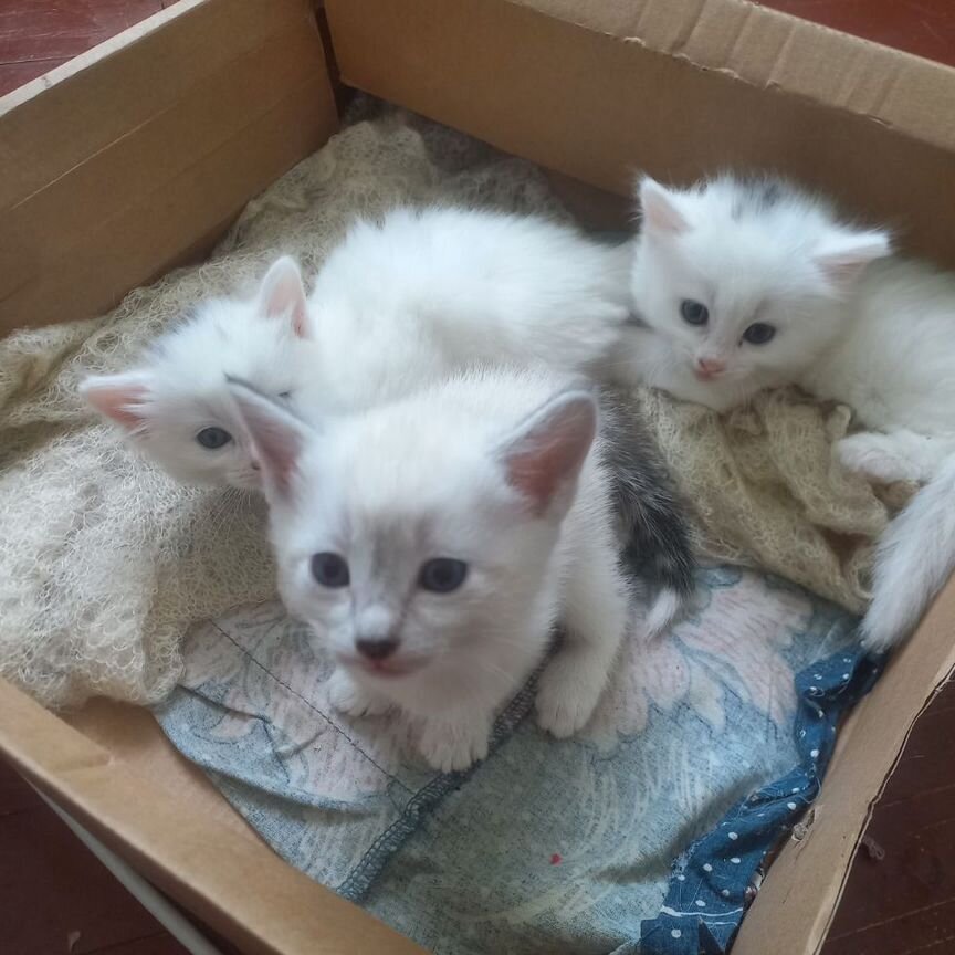 Сибирский котёнок