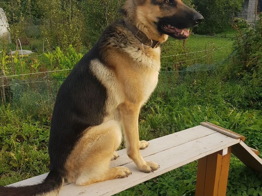 Восточно европейская овчарка