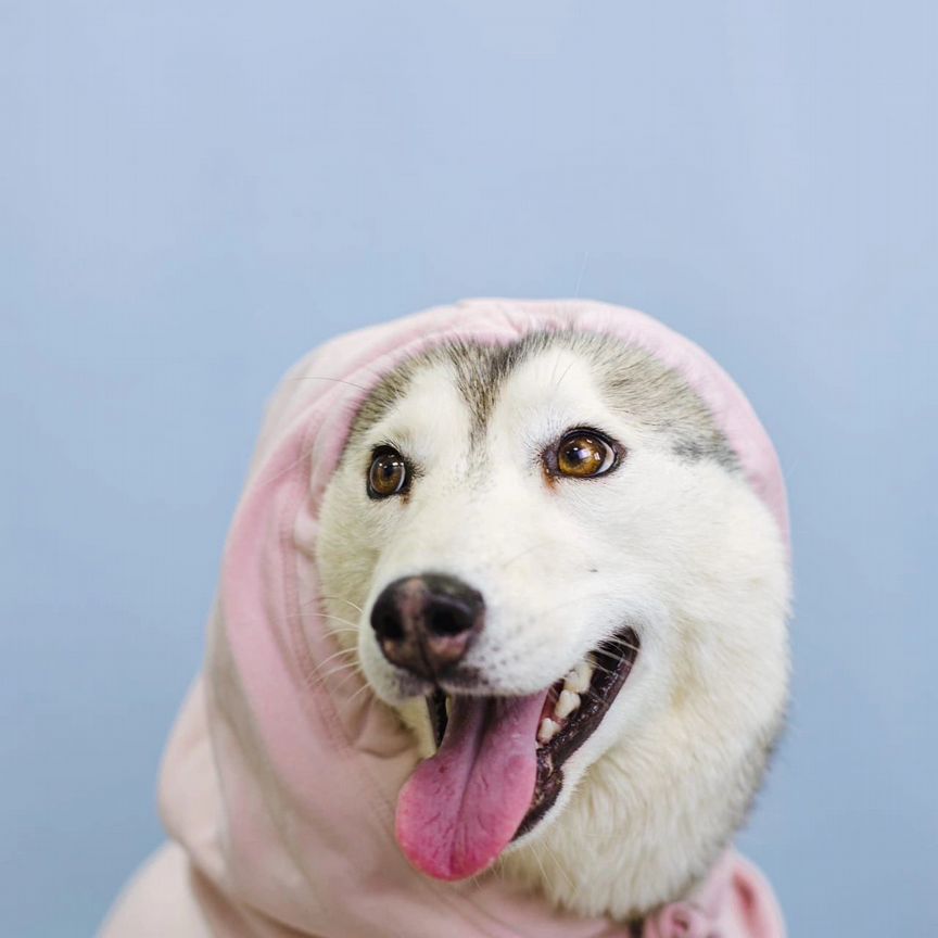 Сибирский хаски в добрые руки