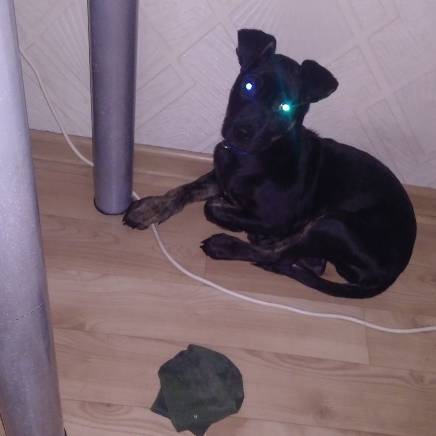 Американский стаффордширский терьер, щенок