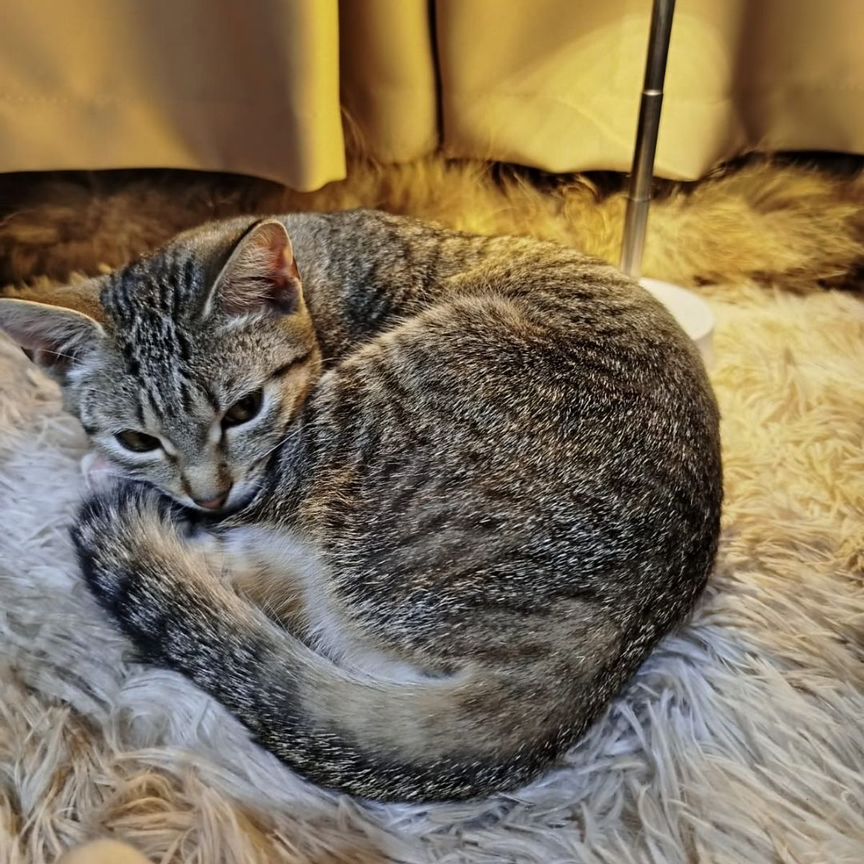 Потерялась кошечка