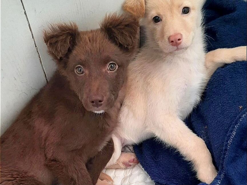 Шикарные малыши в добрые руки