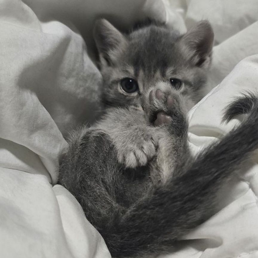 Русский голубой котёнок