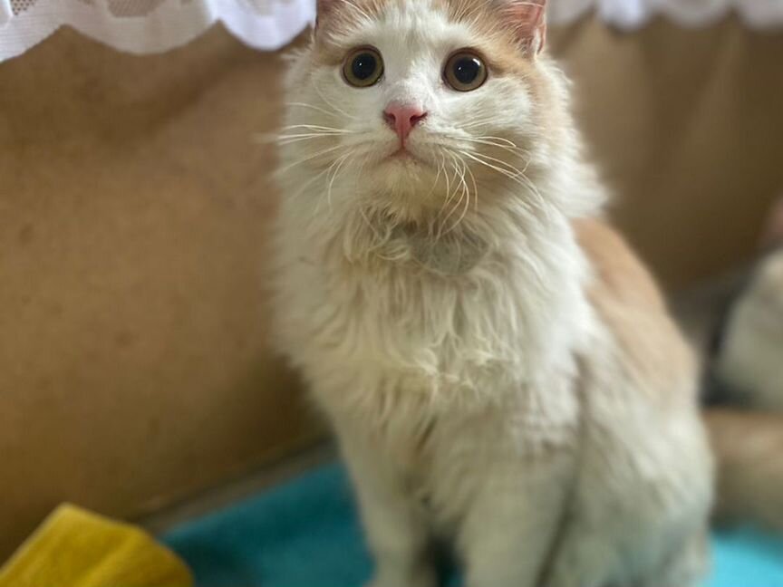 Кот Пухан