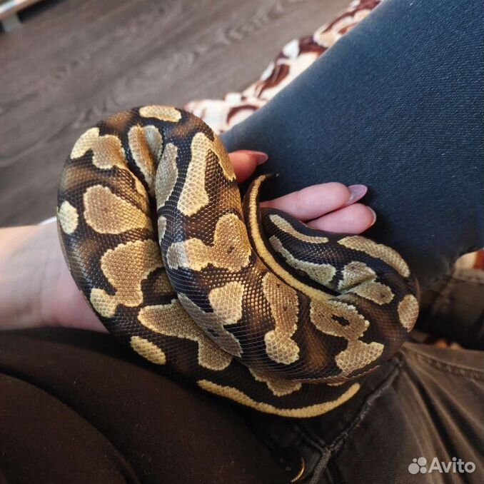 Королевская змея