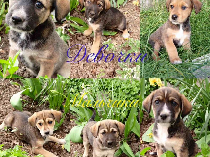 Щенки в добрые руки