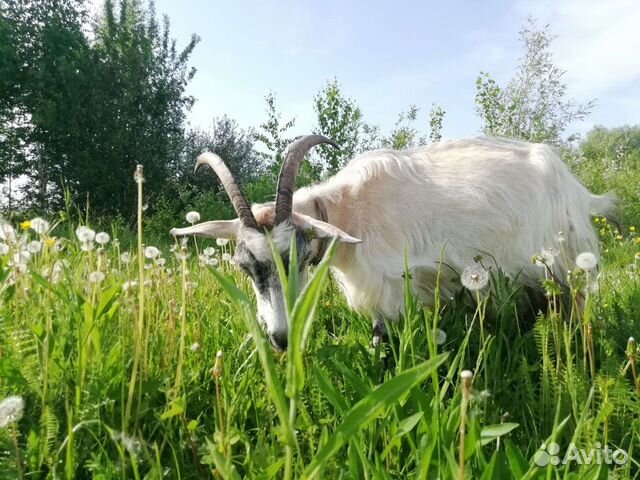 Коза