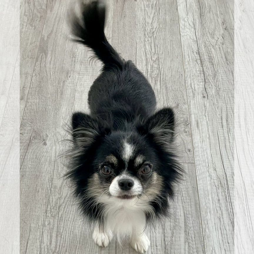 Чихуахуа, взрослая собака