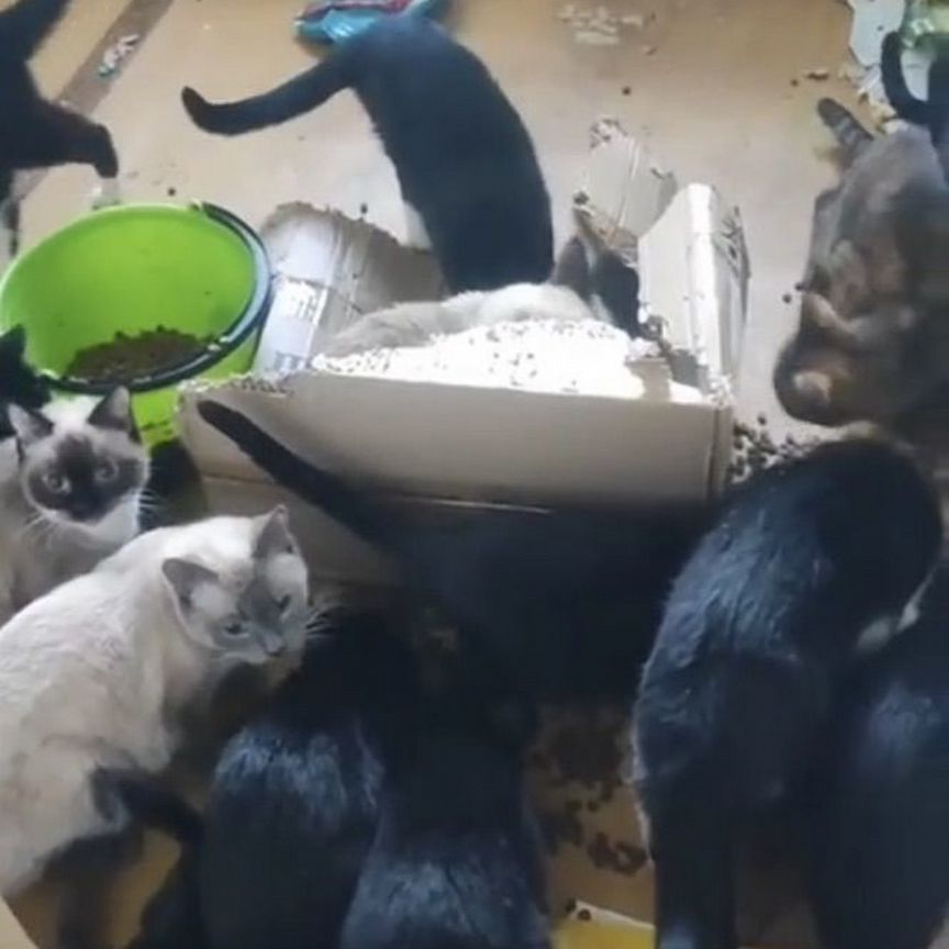 Котята и кошки в добрые руки