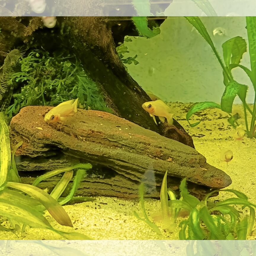 Лампрологус апельсиновый