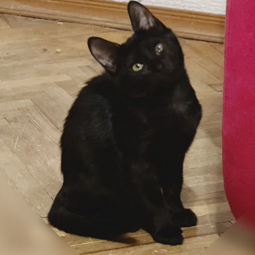 Котёнок в добрые руки