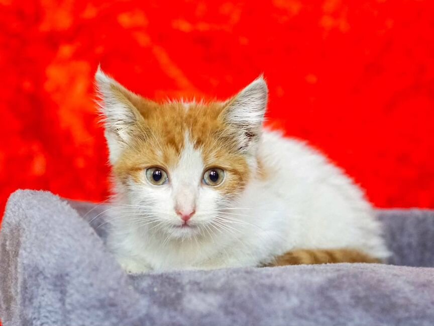 Маленький котенок в добрые руки