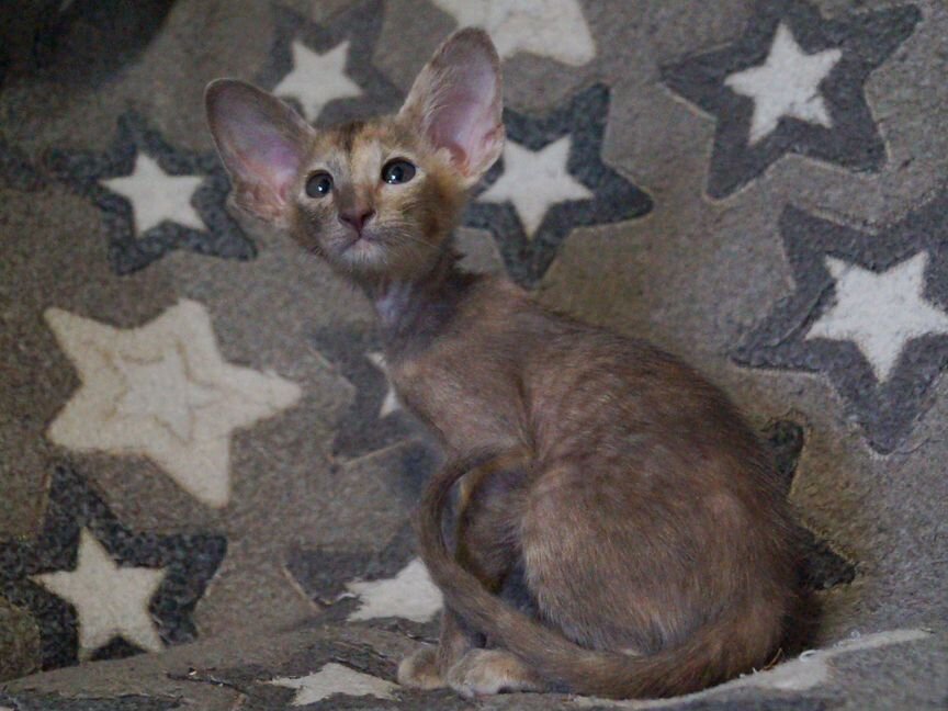 Котенок химера