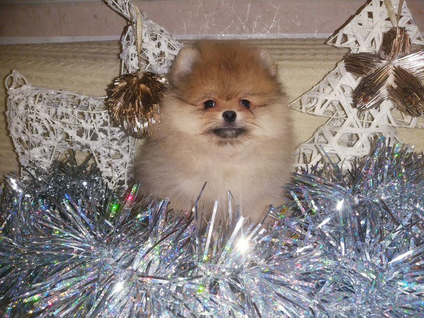 Супер Крош Померанский шпиц