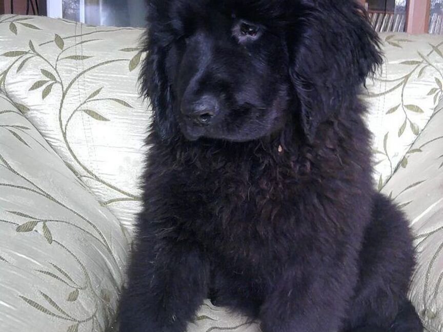 Щенок ньюфаундленд