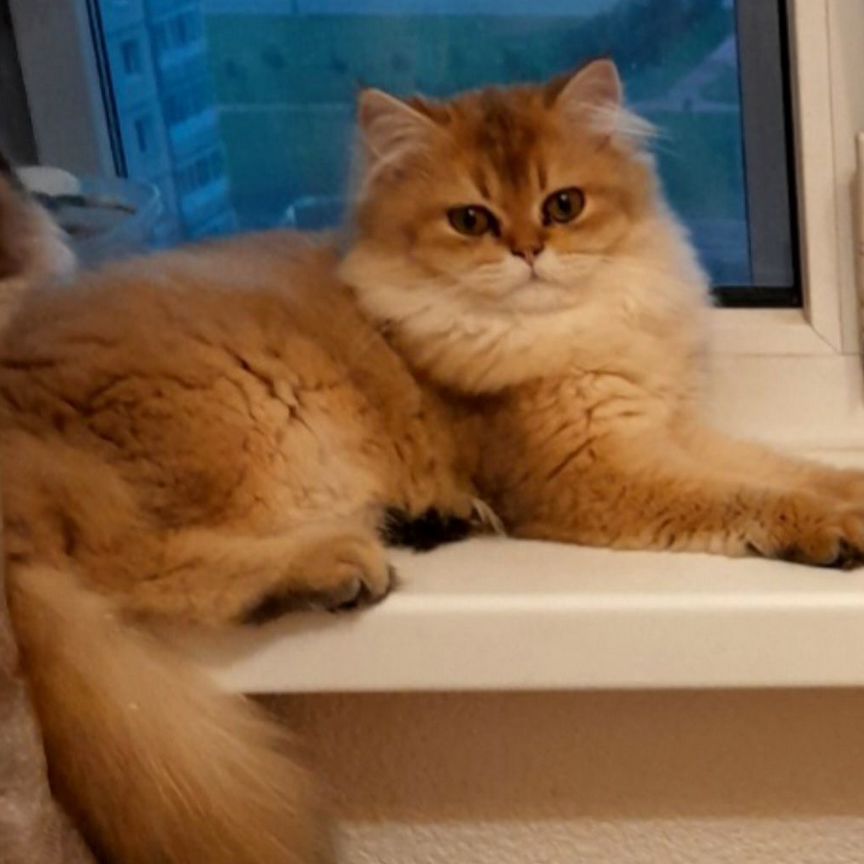 Шотландская прямоухая длинношёрстная, взрослая кошка