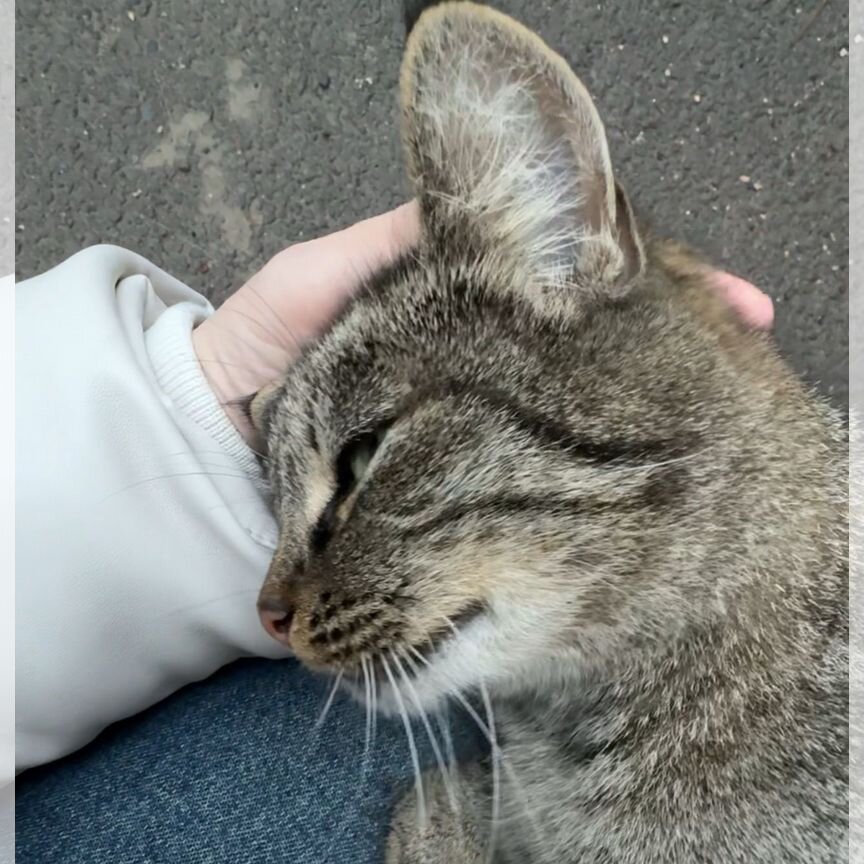 Кошка в добрые руки
