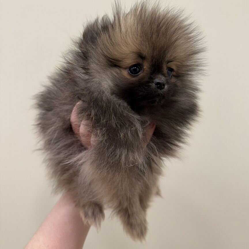 Померанский шпиц, щенок