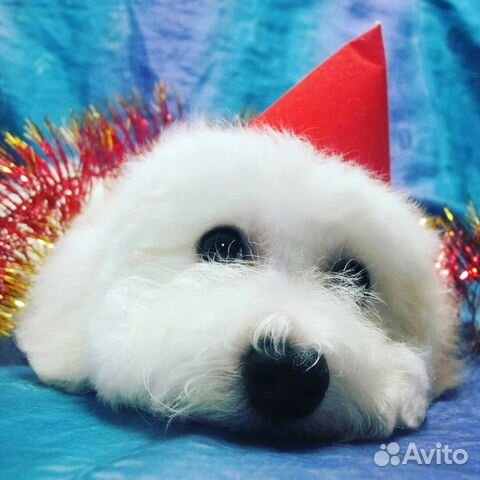 Клубные бишоны снеговички