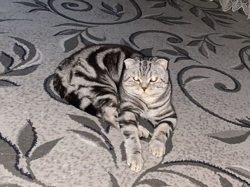 Шотландский кот на вязку