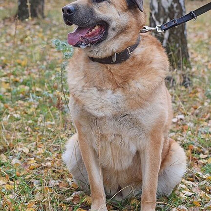 Портосу очень нужен дом