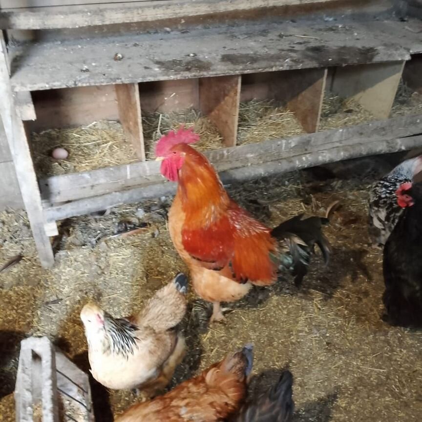 Молодые петухи