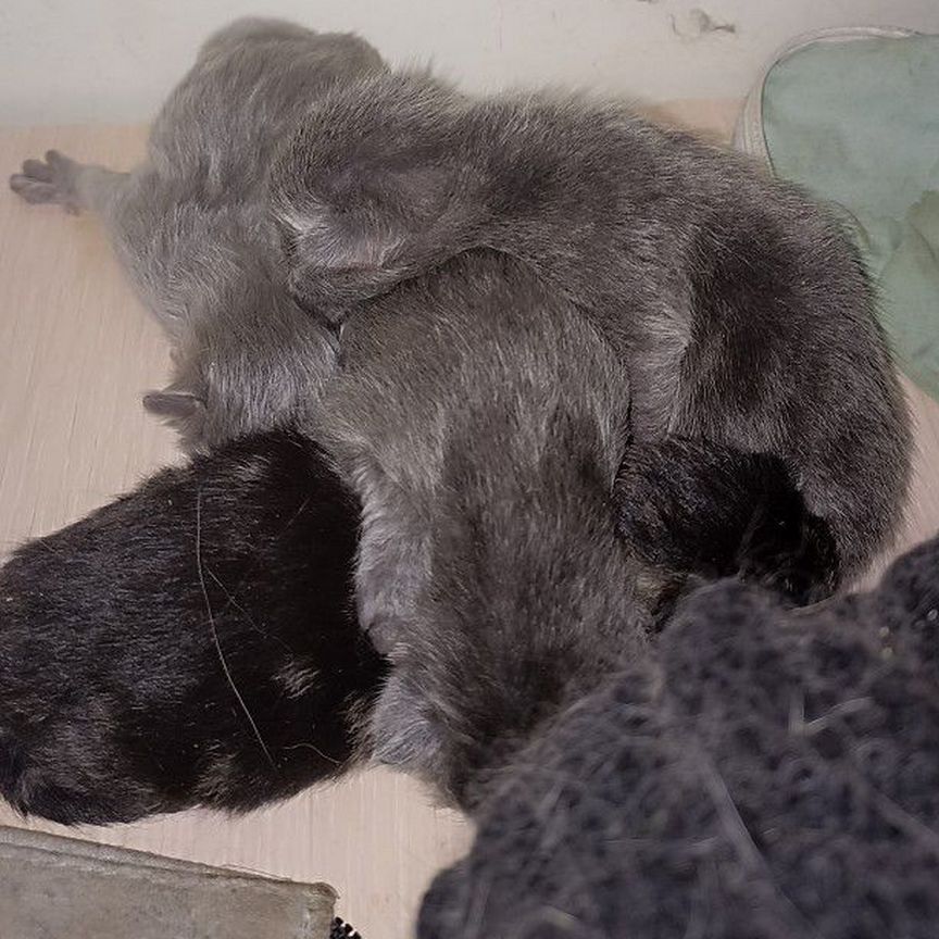 Кошечка на 8 марта родила котят - кто возьмёт