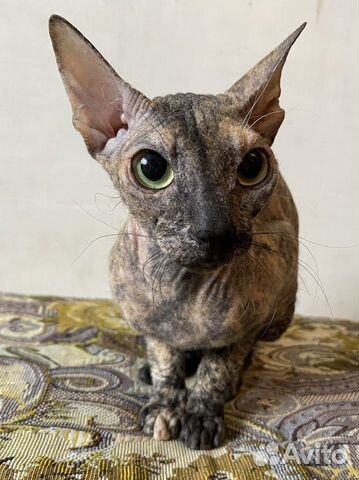 Кошка Сфинкс