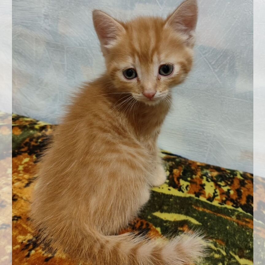 Рыжий котенок мальчик