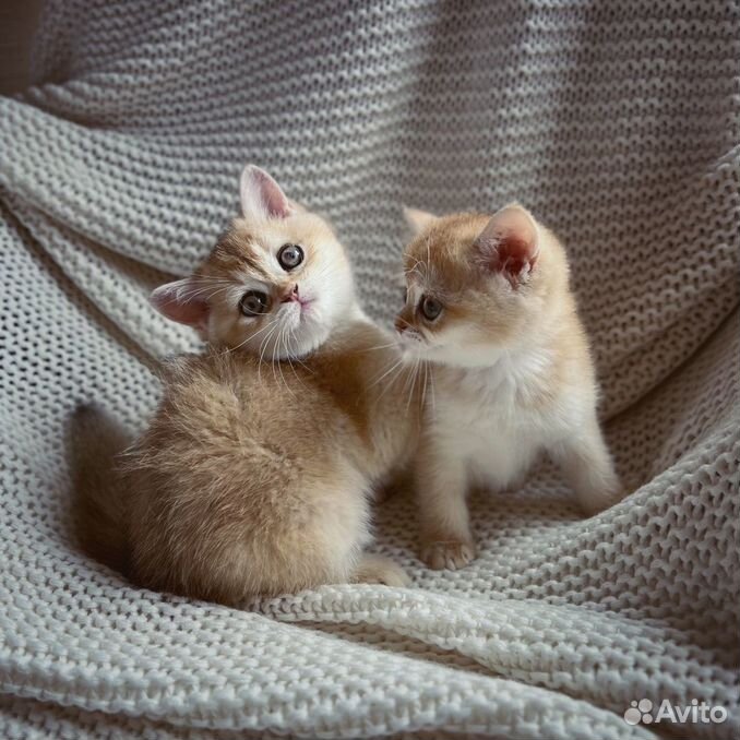 Лютик И люсик - двойное счастье