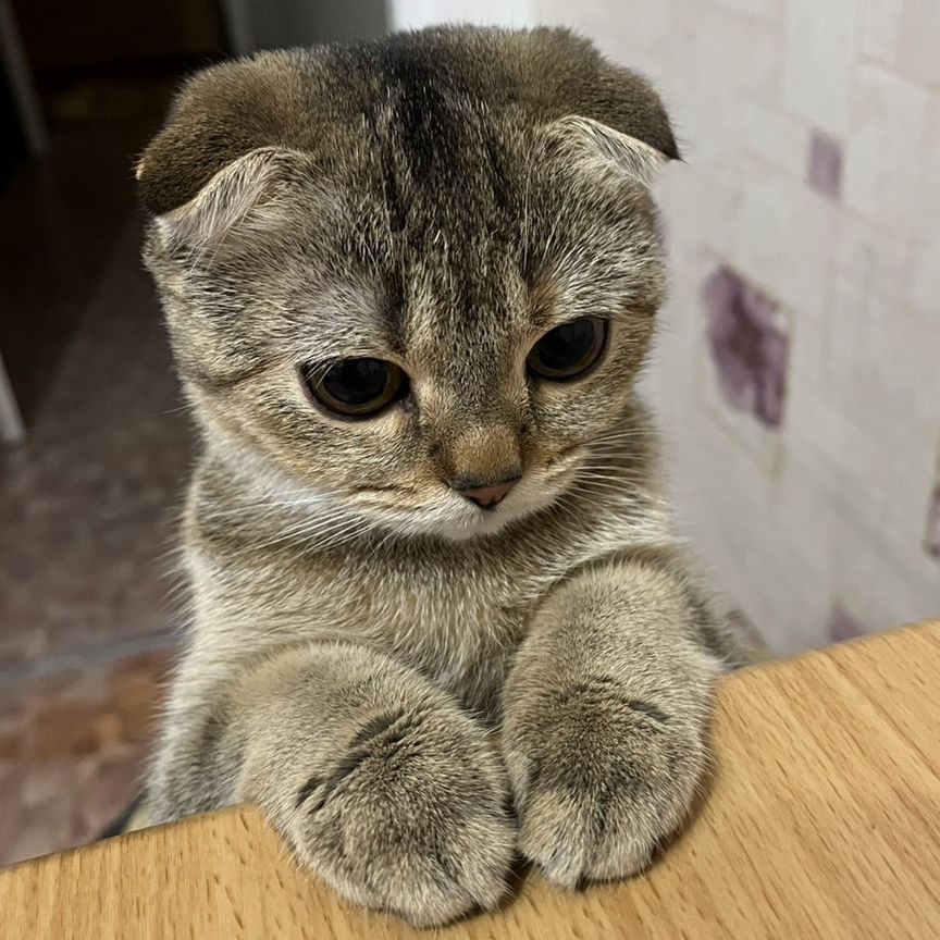 Шотландская вислоухая короткошёрстная, взрослая кошка