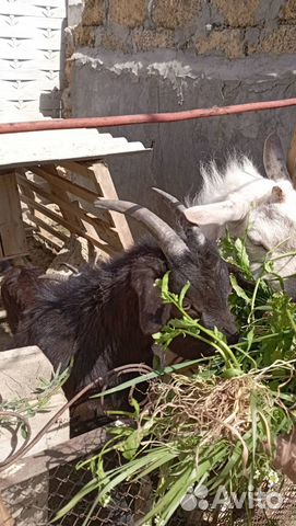 Продаются козы