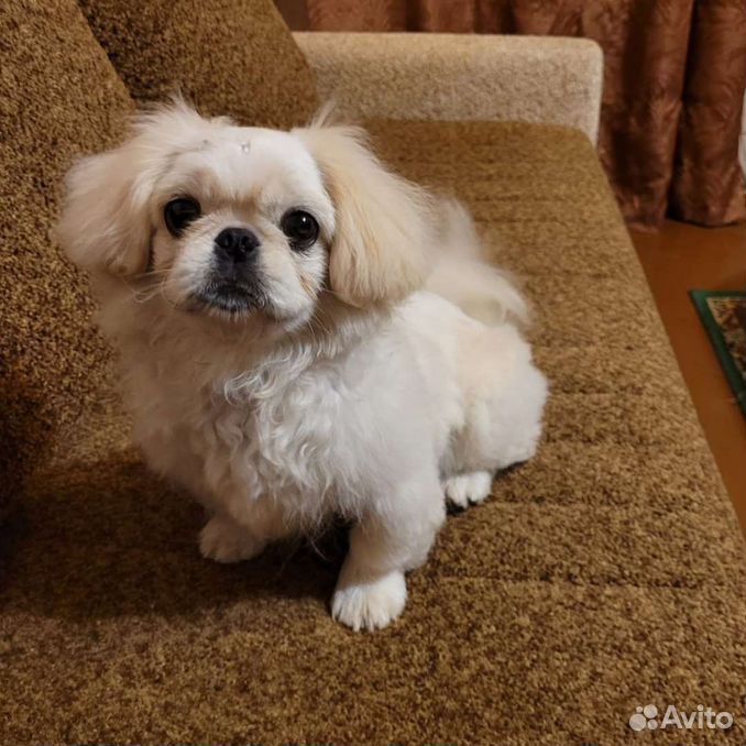 Королевский пекинес