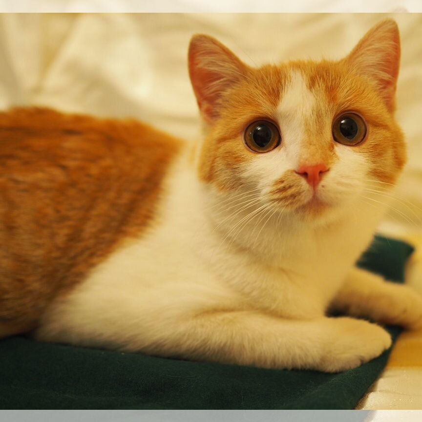 Нежная кошечка с янтарными глазами