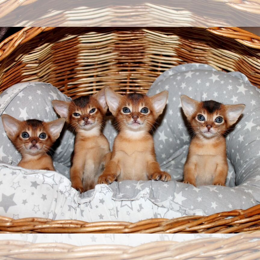 Абиссинский котёнок