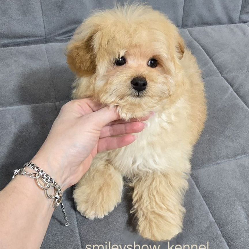 Мальтипу, щенок