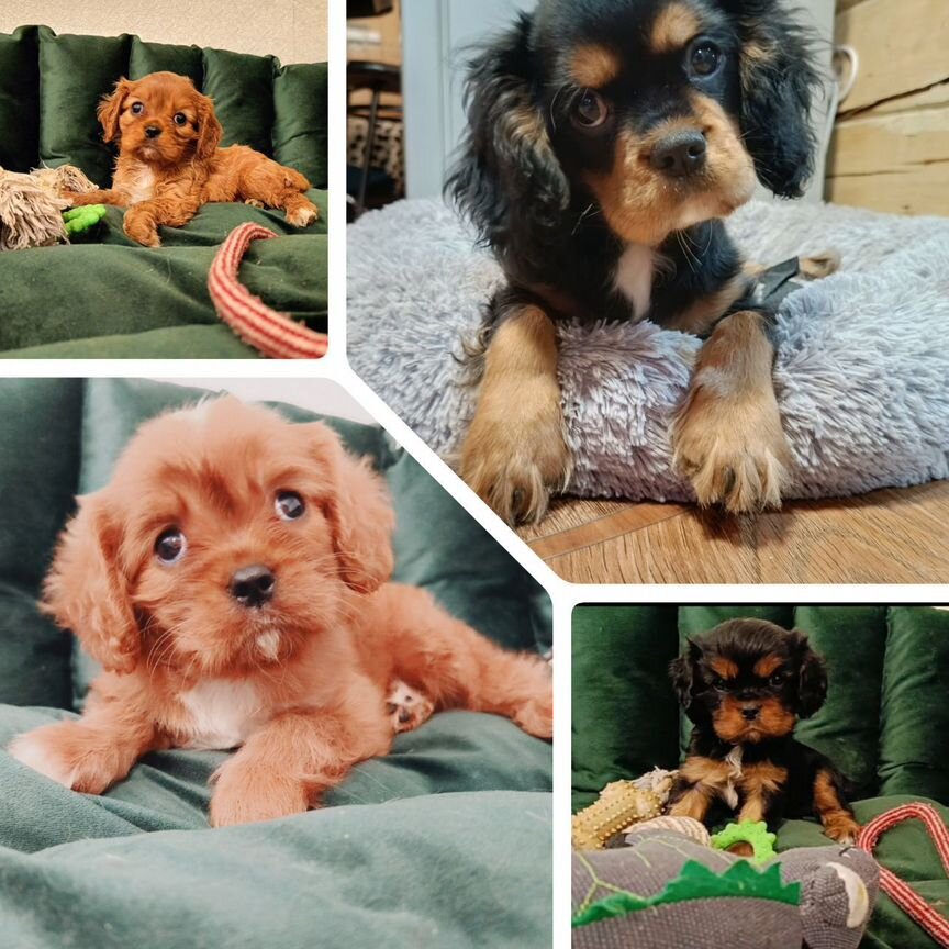 Кавалер кинг-чарльз-спаниель, щенок